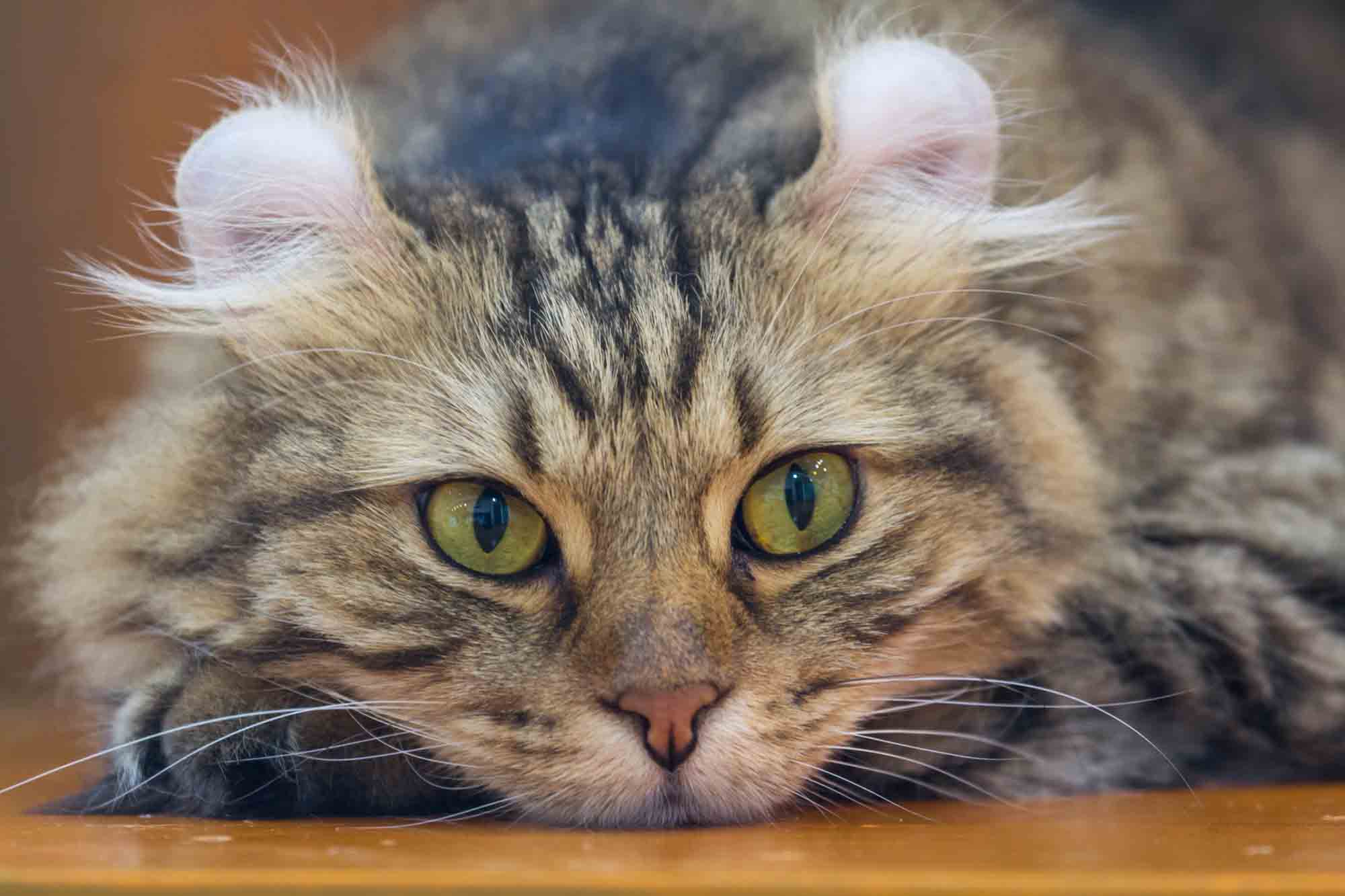 10 Small Things That Can Break Your Cat’s Heart