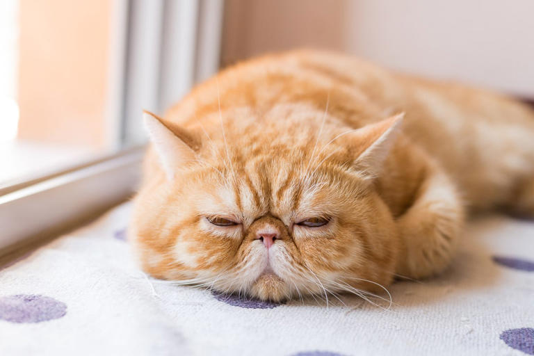 7 Garfield Cat Breeds You'll Love