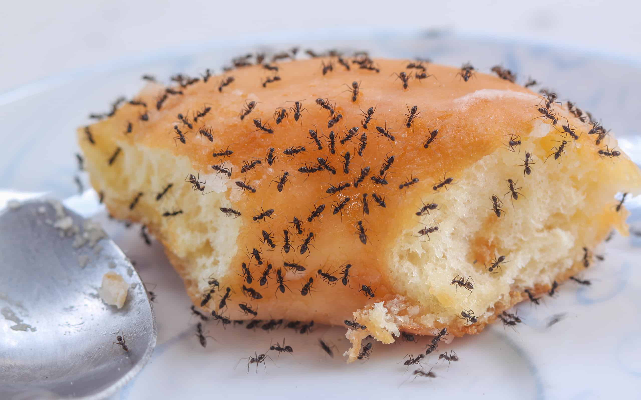 How to Rid Your House of an Ant Infestation