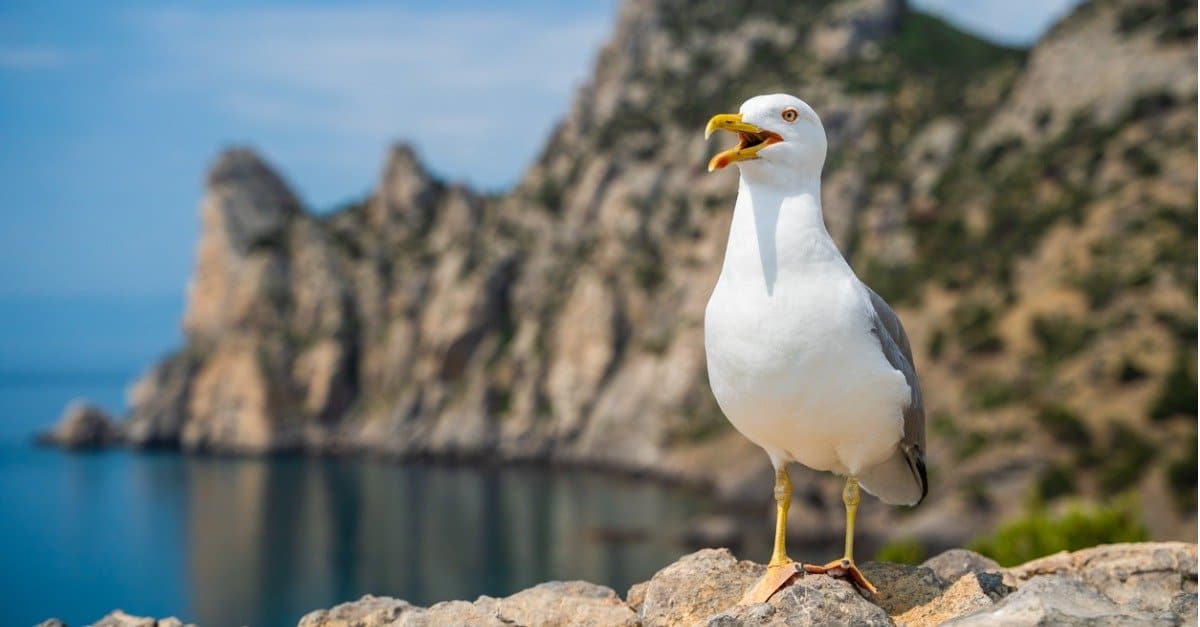 How Seagulls Swallow Whole Fish Without Choking