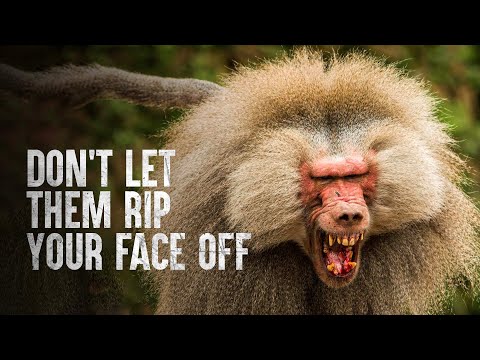 Surviving the top 5 most dangerous primates in the wild