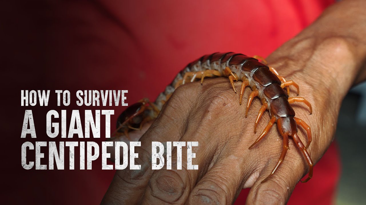 The Giant Centipede With a Bite You’ll Never Forget