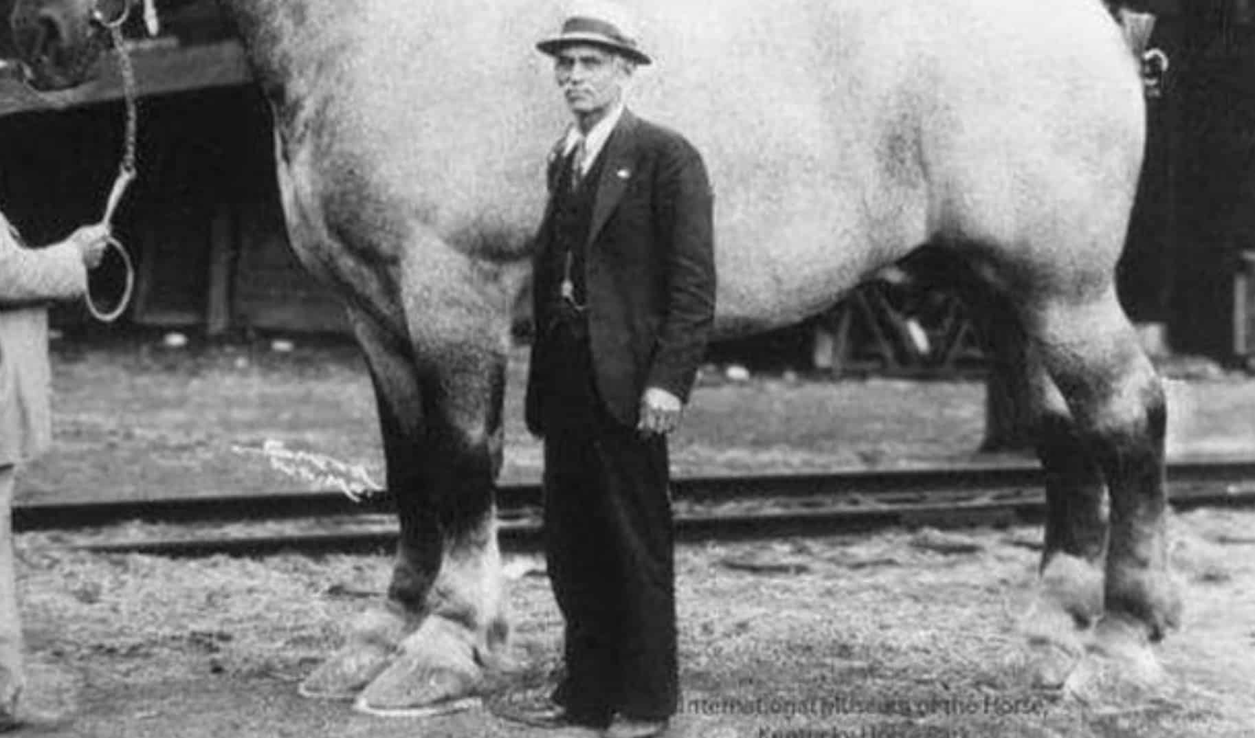 The Legendary Horse Who Made History as the Largest on Record