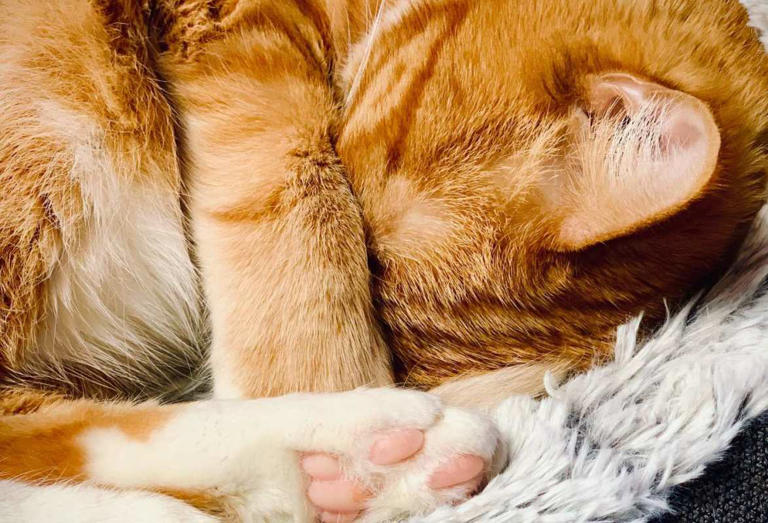 This Is Why Cats Sleep With Their Paws Over Their Faces