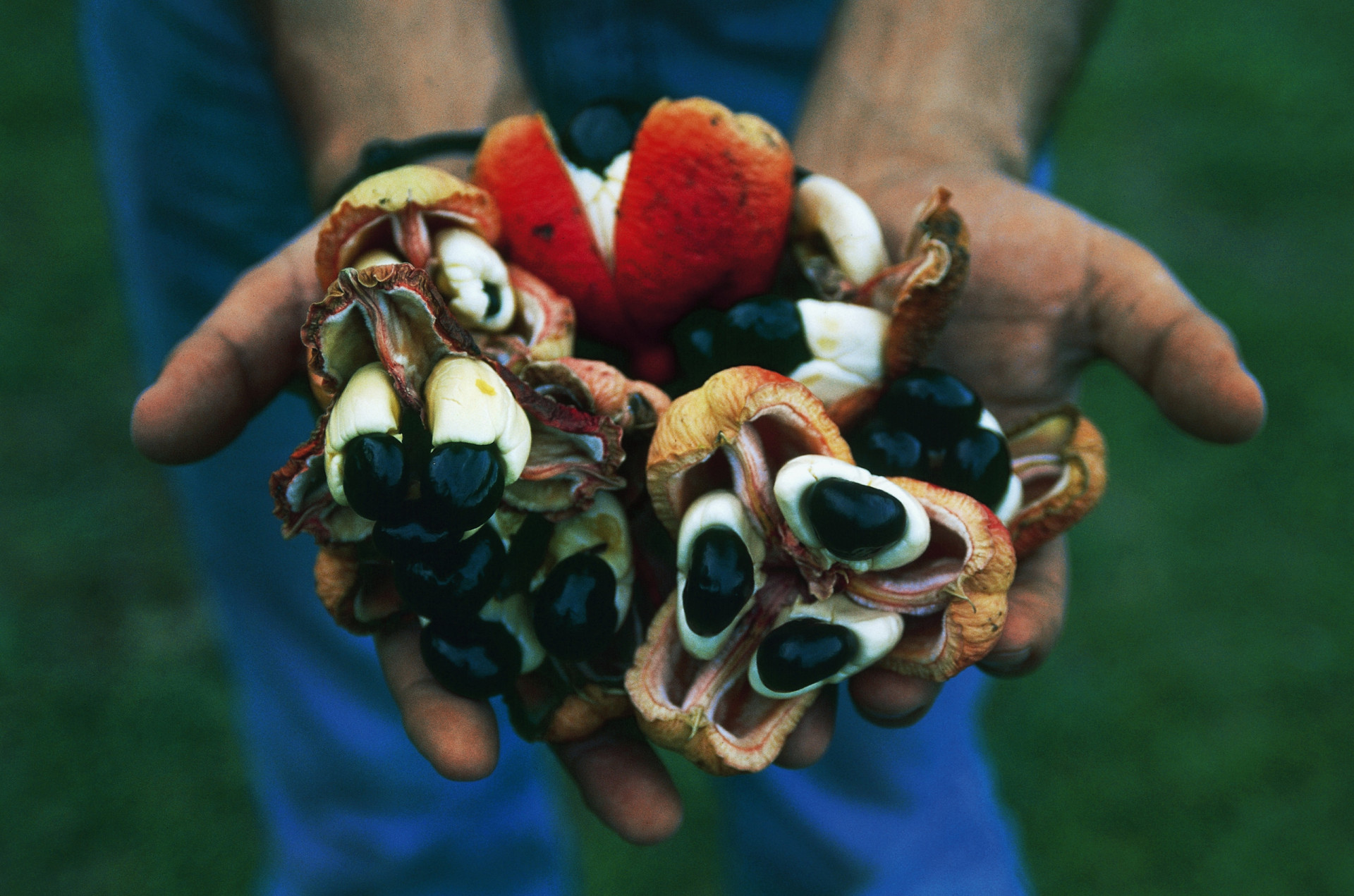 Pingelap, Micronesia: the island of the colorblind