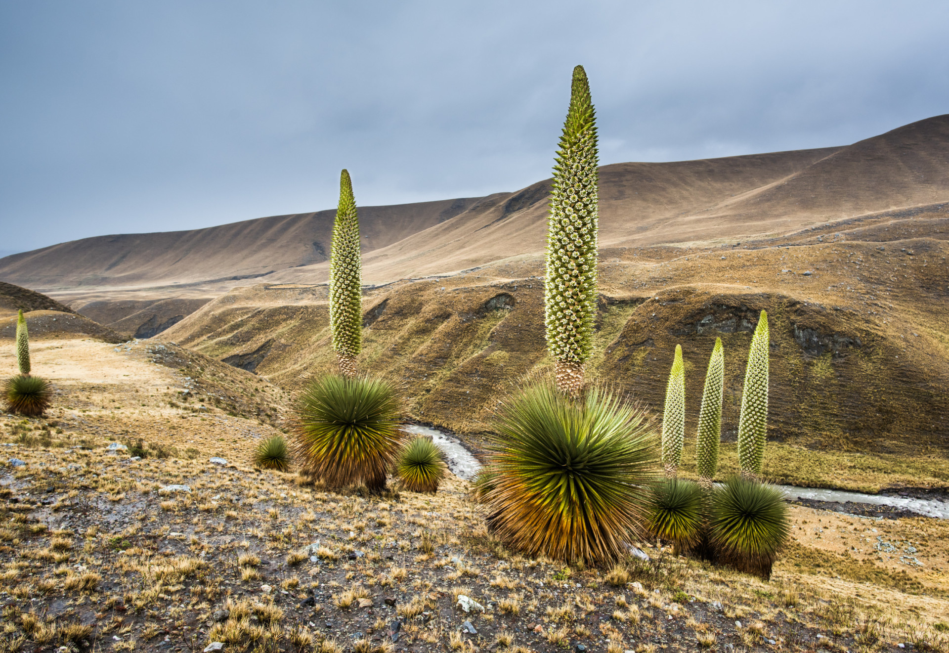 The rarest blooming flowers on Earth