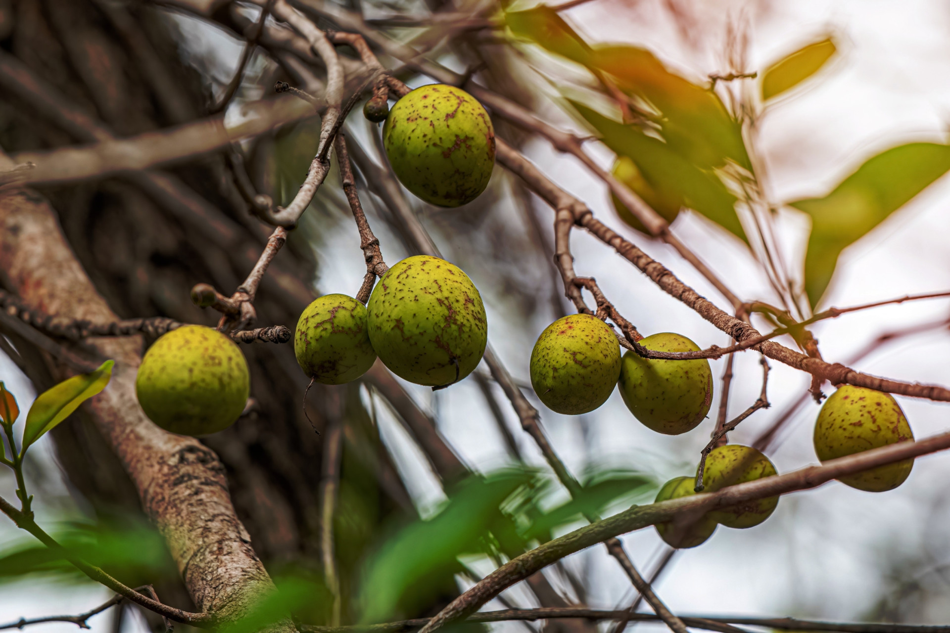 The world's most colorful and flavorful exotic fruits