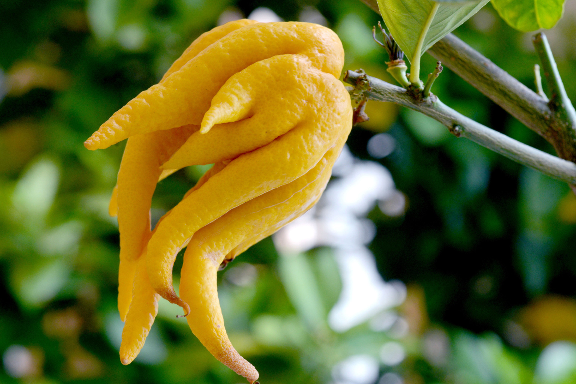 The world's most colorful and flavorful exotic fruits