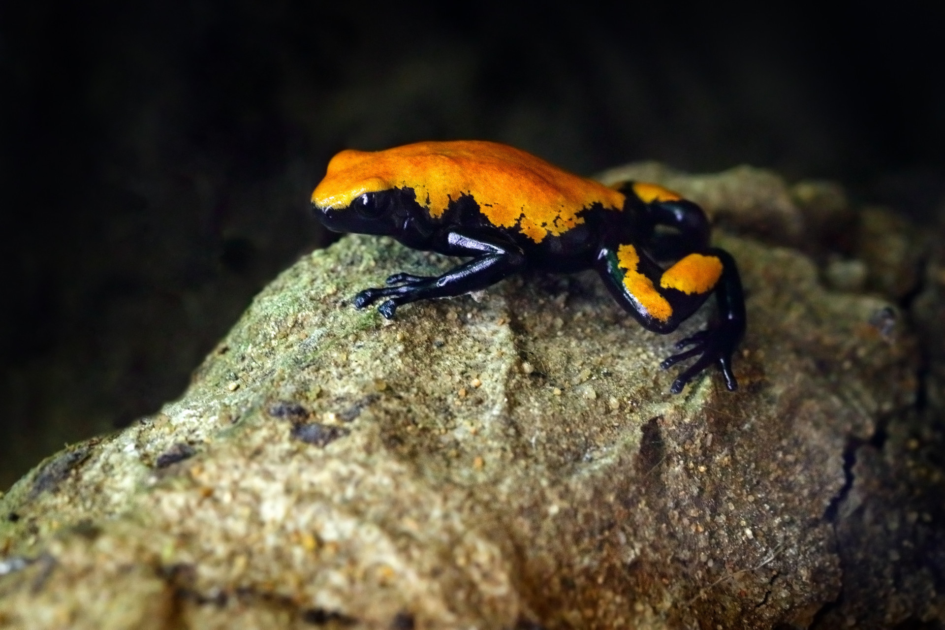 The world's most colorful and curious frogs