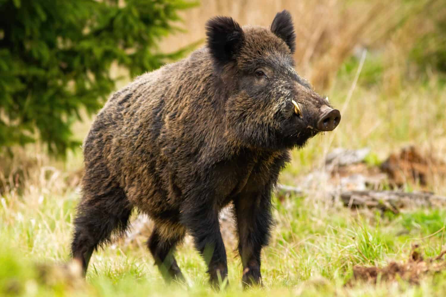 The States Most Overridden With Feral Hogs