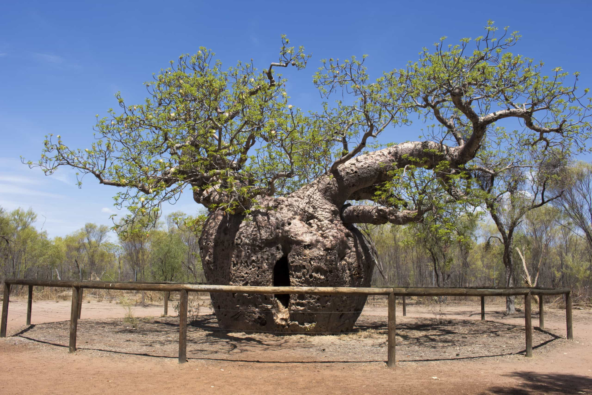 Bizarre trees with a fascinating history