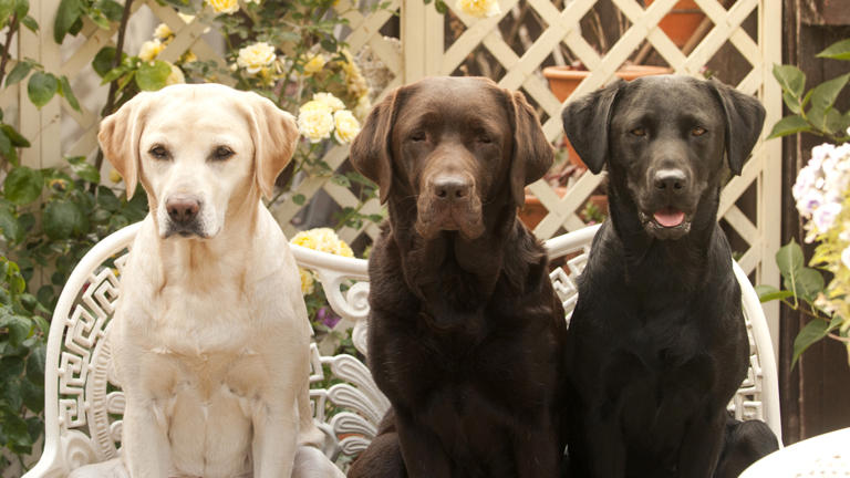 Pudel, Labrador und Co.: Welcher Hund passt zu mir?