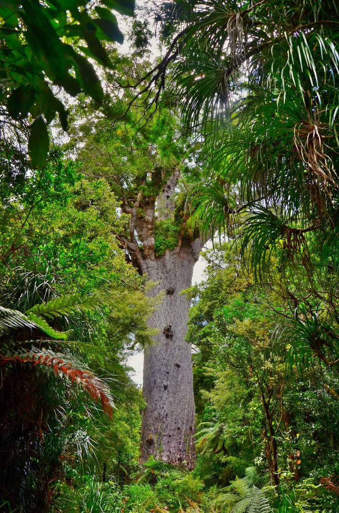 Bizarre trees with a fascinating history
