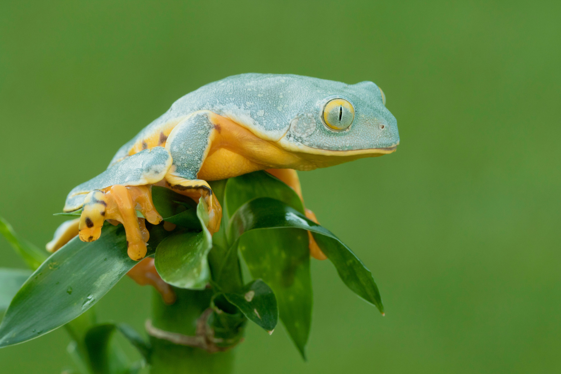The world's most colorful and curious frogs