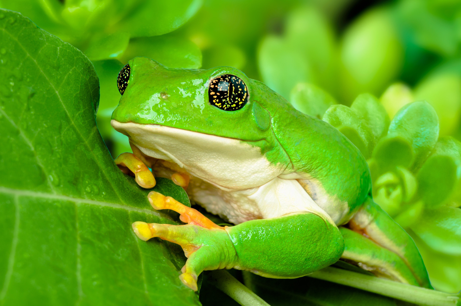 The world's most colorful and curious frogs