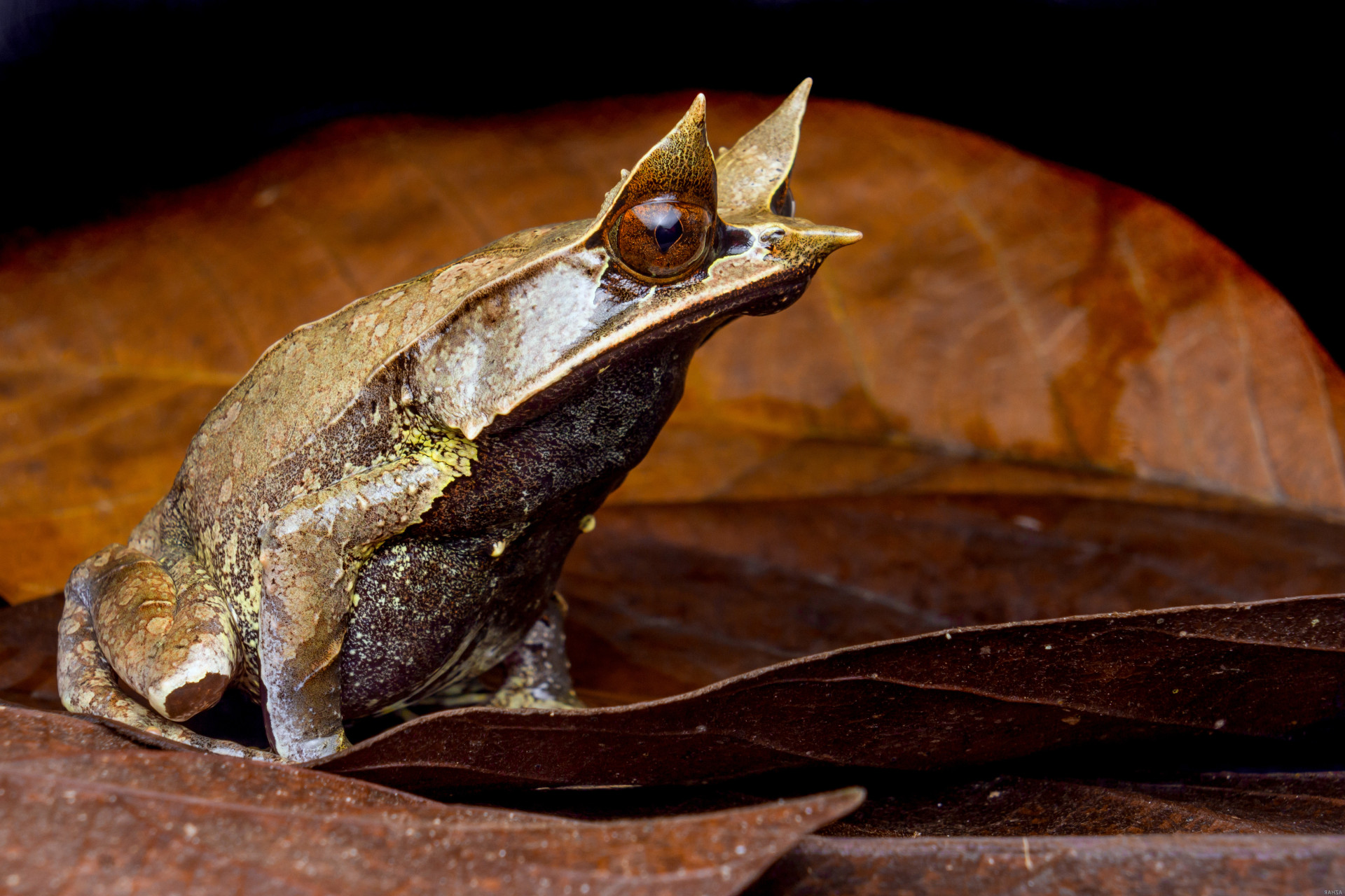 The world's most colorful and curious frogs