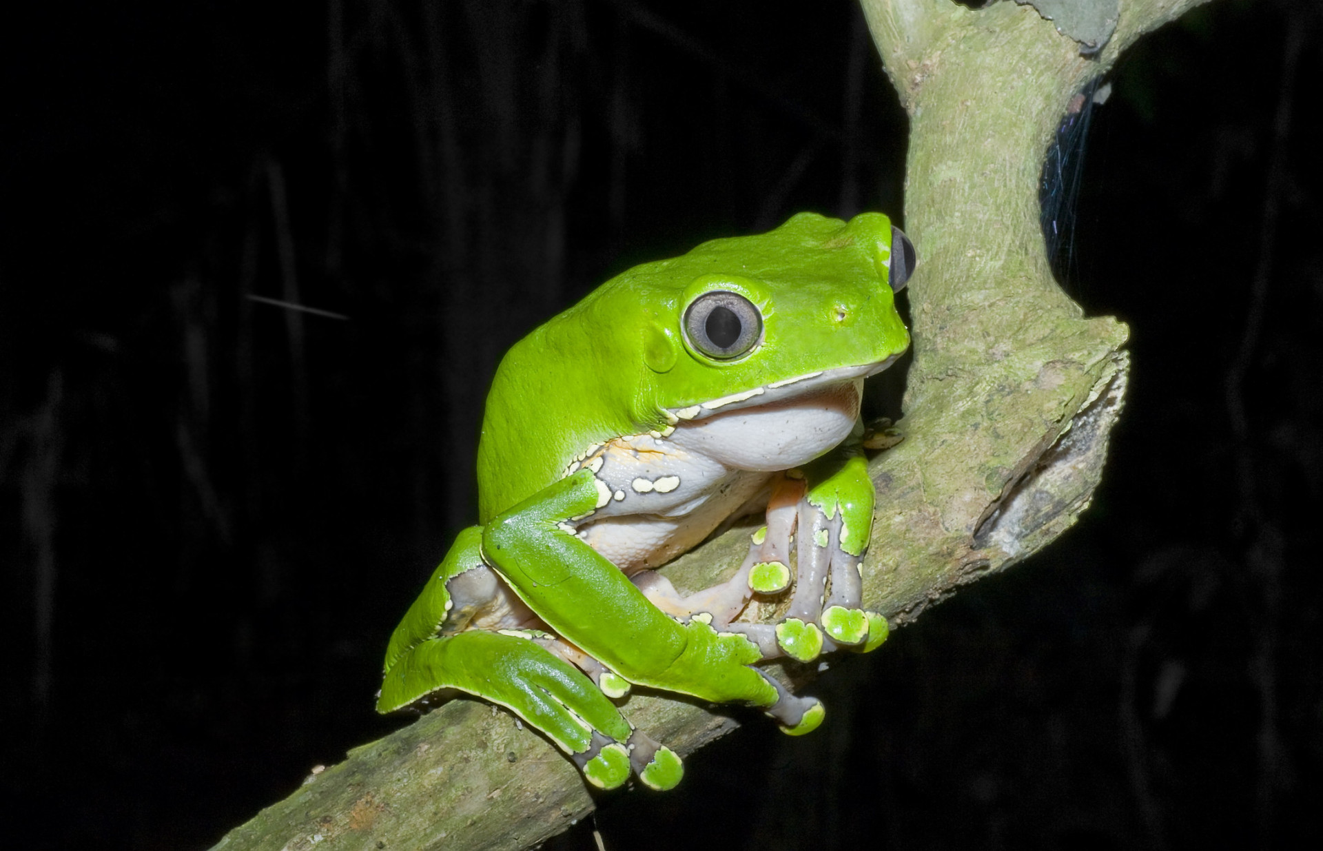 The world's most colorful and curious frogs
