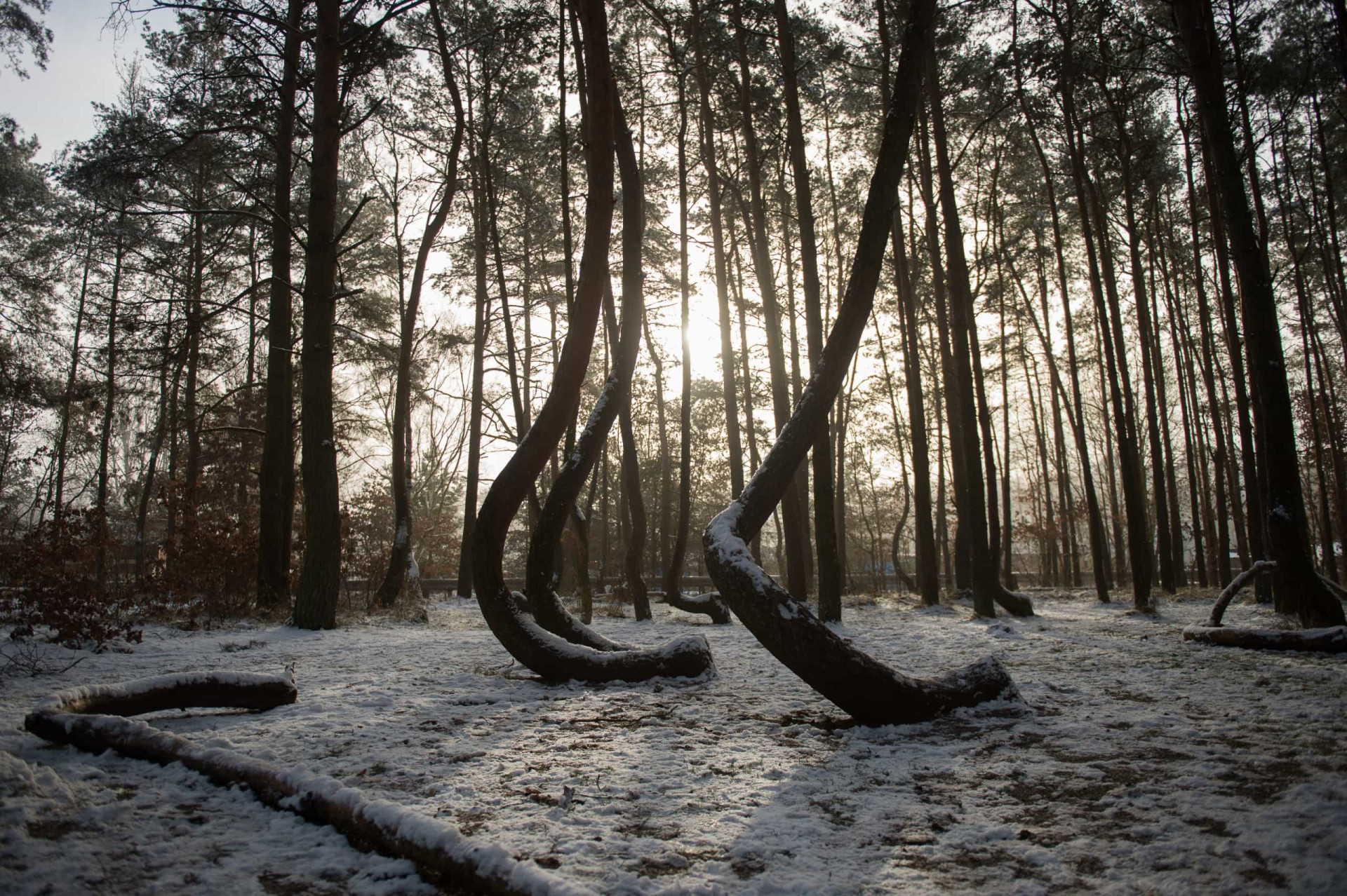 Bizarre trees with a fascinating history