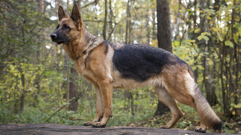 Pudel, Labrador und Co.: Welcher Hund passt zu mir?