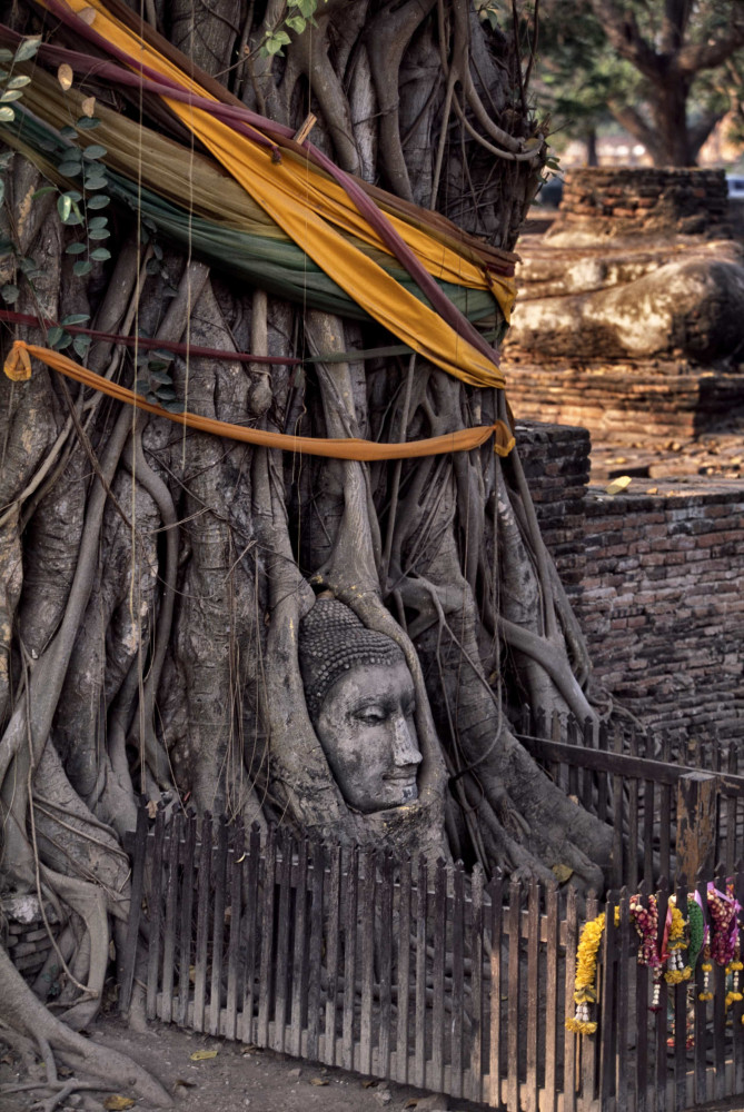 Bizarre trees with a fascinating history