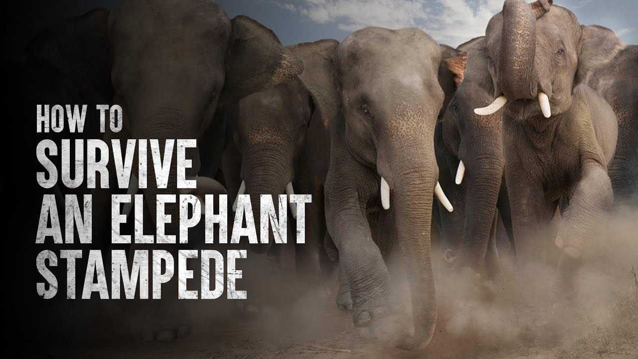 What to Do If an Elephant Stampede Comes Your Way