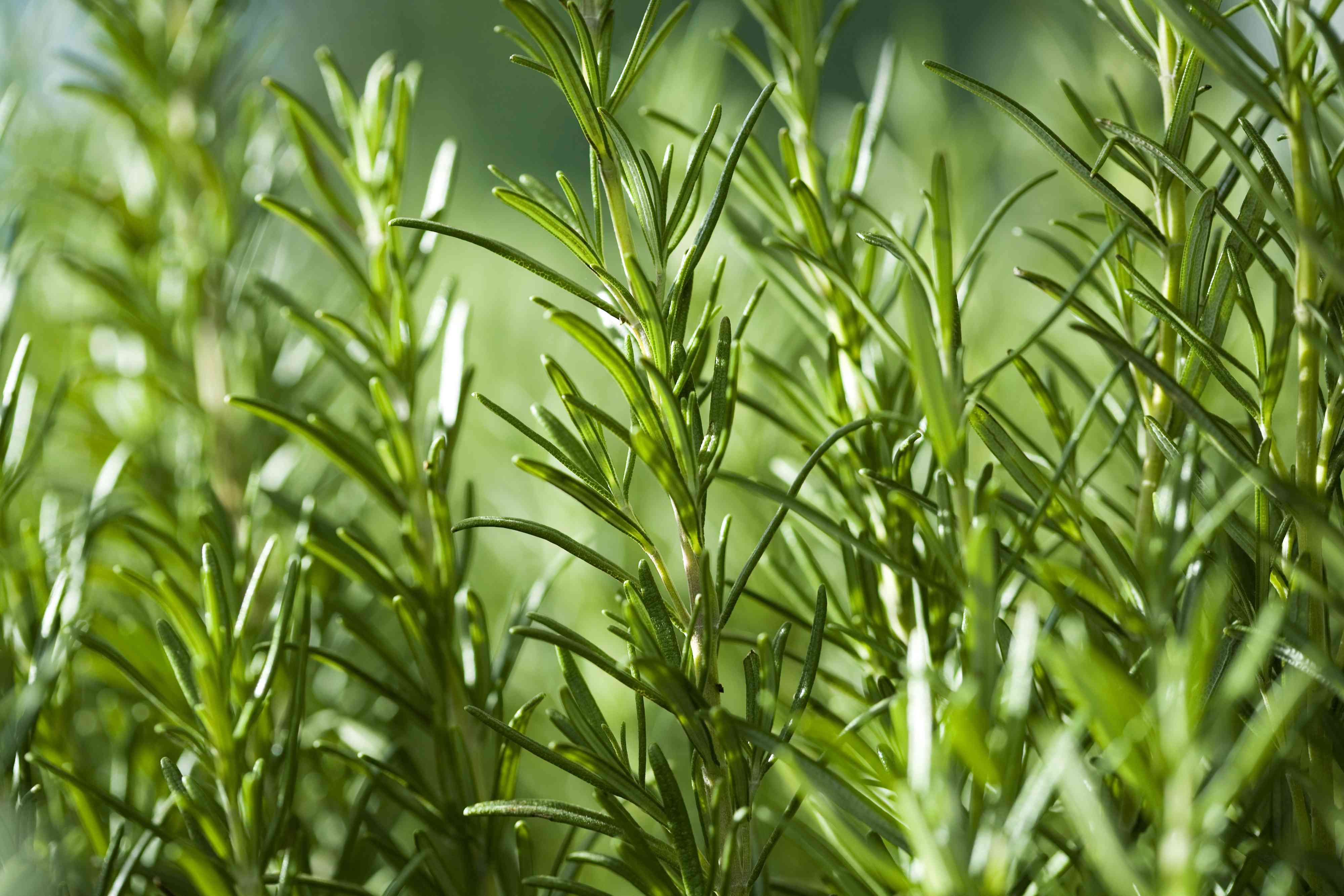 How to Grow Rosemary Indoors and Outside for Fragrant Herbs Year Round