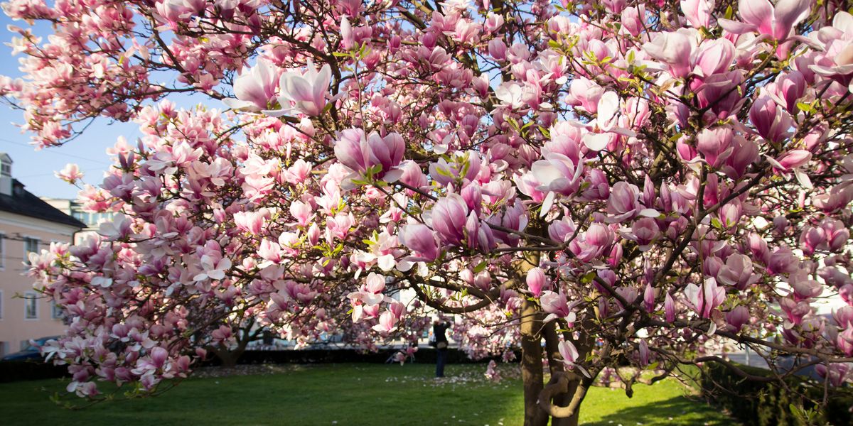 Tips for Growing Your Very Own Magnolia Tree in Your Yard