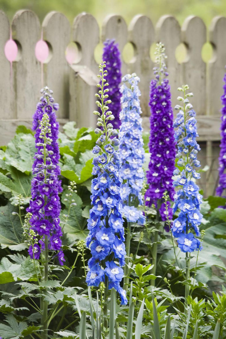We found the best plants for keeping deer out of your garden all year