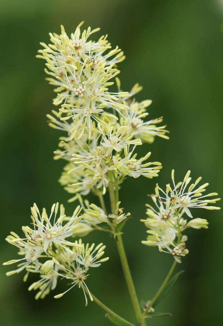 We found the best plants for keeping deer out of your garden all year