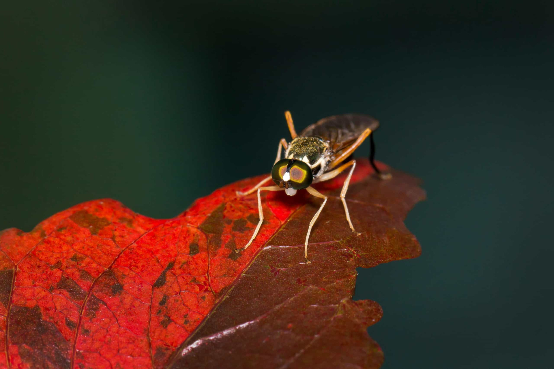 Die gefährlichsten Fluginsekten der Welt