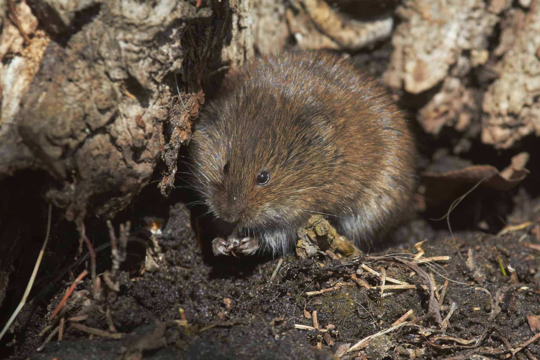 Eliminate Voles Using These Effective Methods