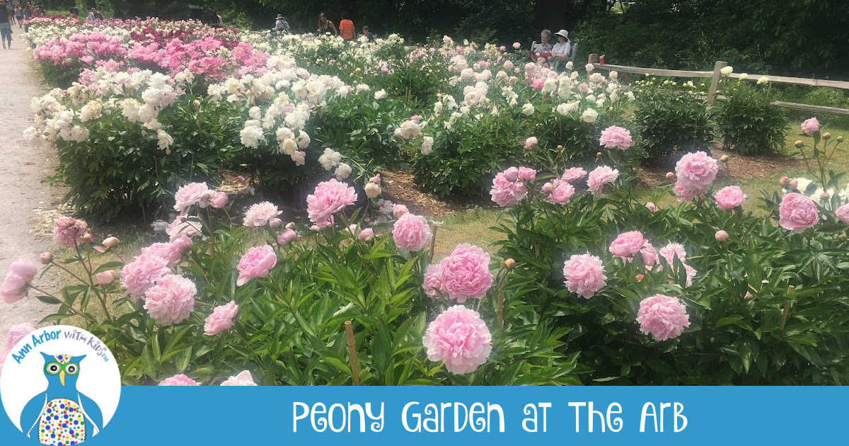 Peony Paradise: Exploring Peony Garden at Nichols Arboretum