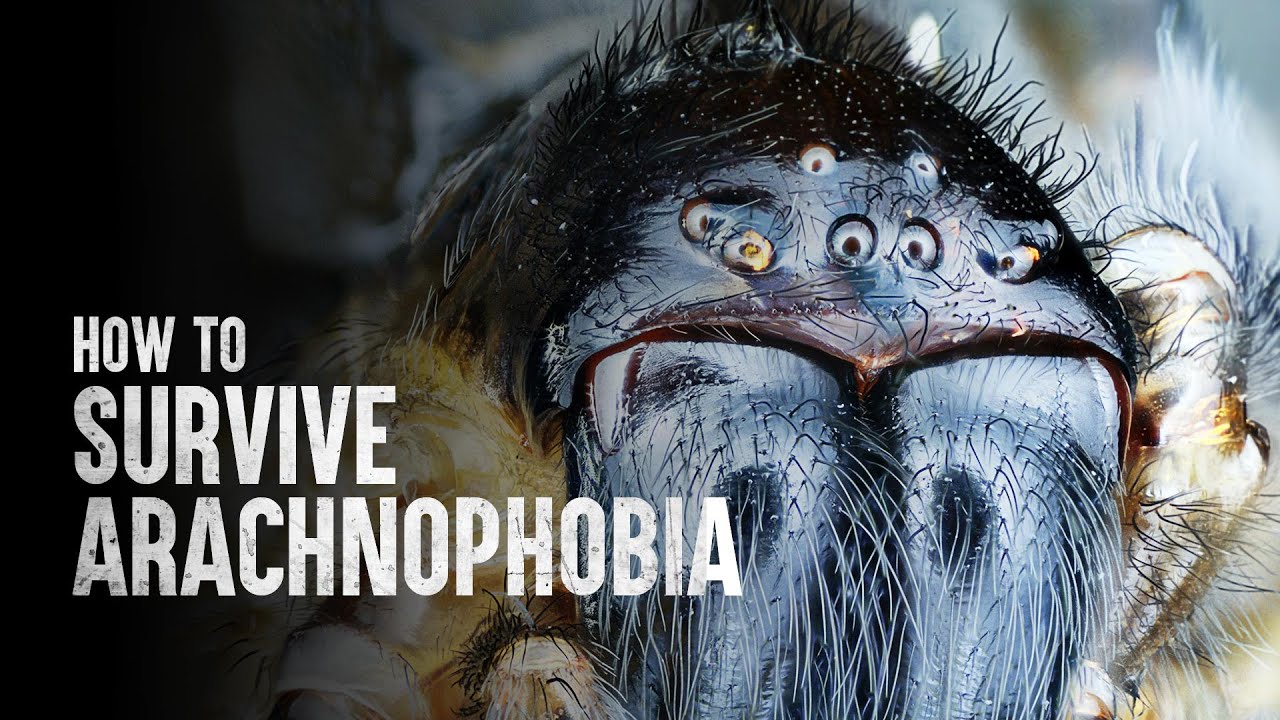 Learn the psychological way to conquer arachnophobia