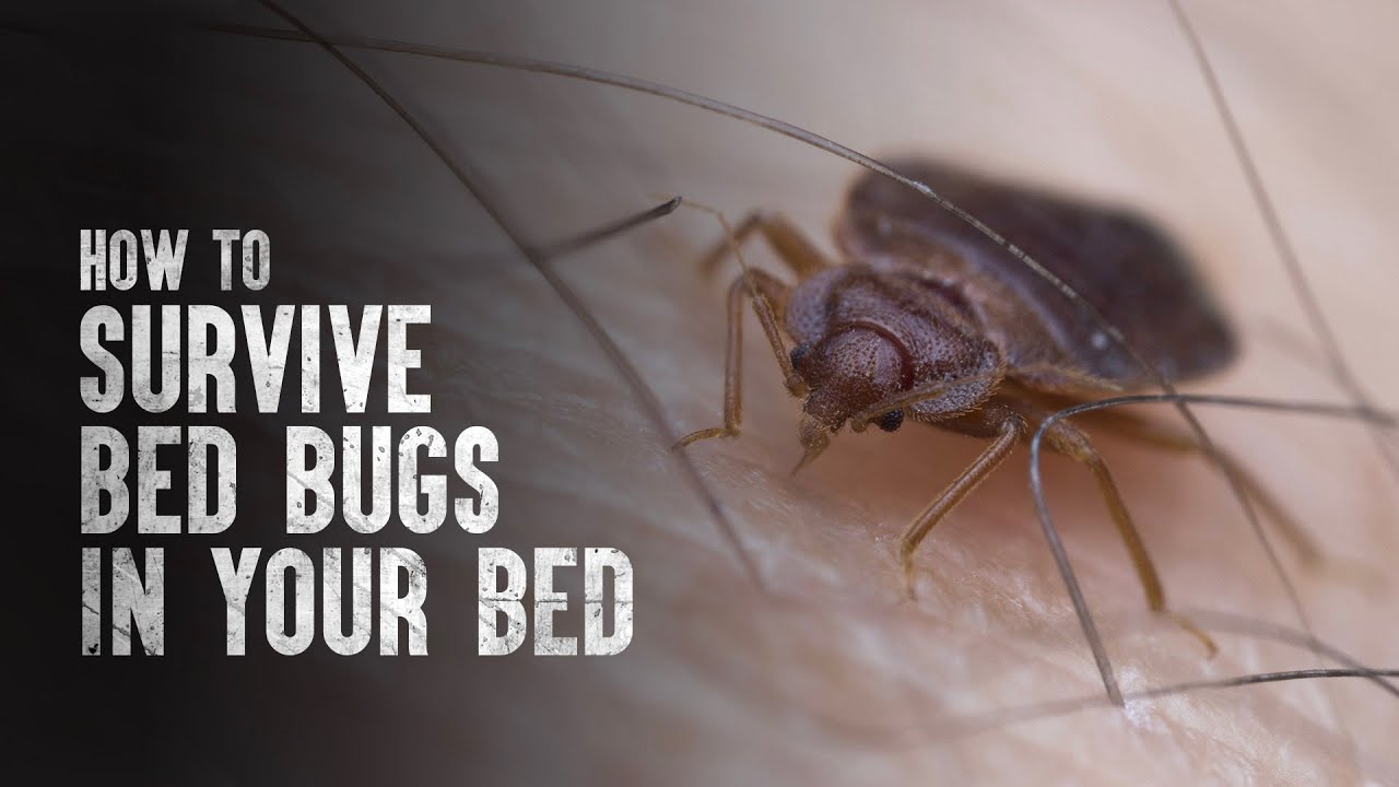 The nightmare infestation hiding in your bed