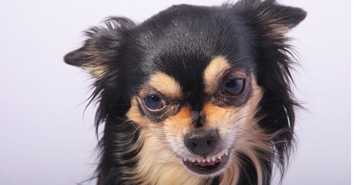 These Are the Meanest Dog Breeds