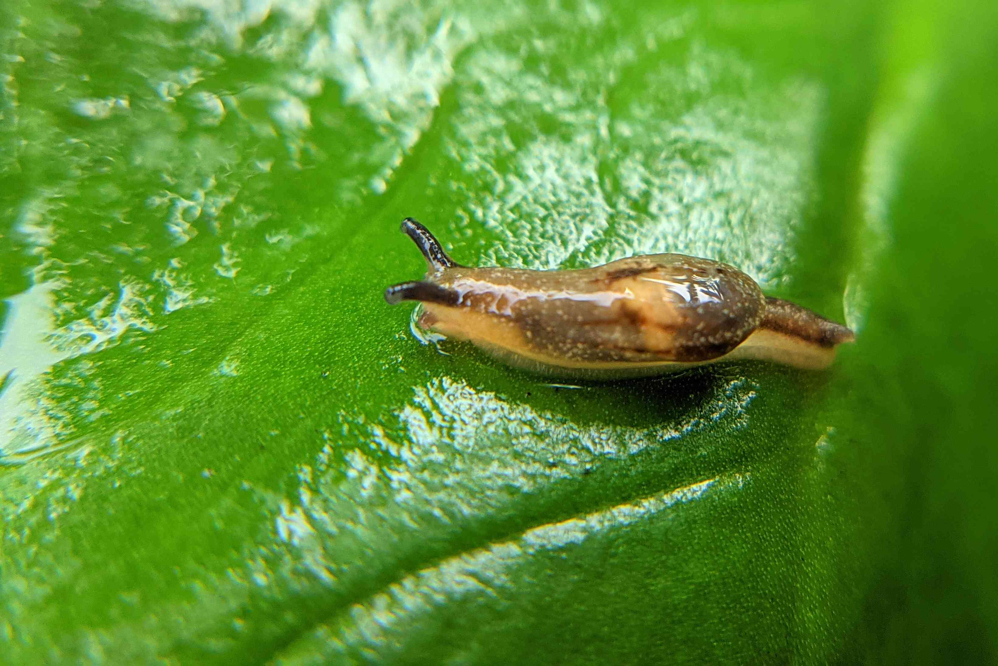 7 Natural Ways to Get Rid of Slugs from Your Garden