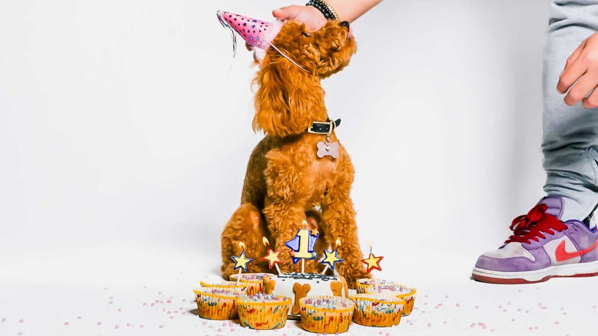 10 Fun Dog Birthday Ideas That Go Beyond a Treat