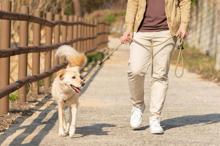 Vets Share Their 5 Best Tips for Safer Dog Walks—and 5 Things Never to Do