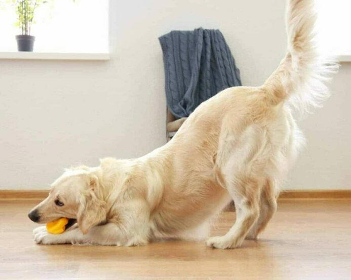 Crack the dog breed code with this easy tail analysis method