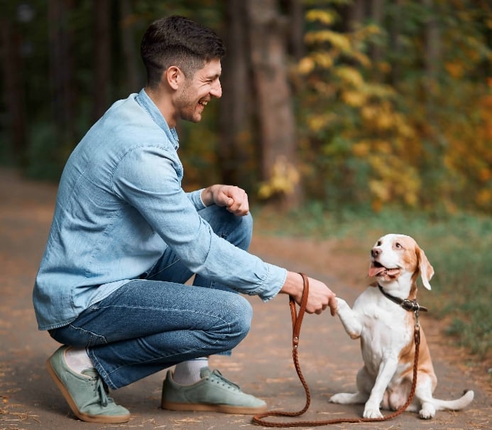 Master dog training: 30 expert tips for a perfectly behaved pup
