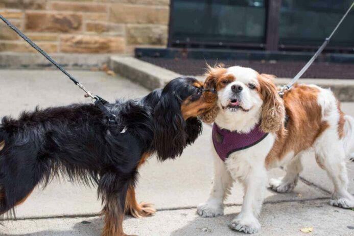 Why adopting a dog feels like finding your perfect dating match