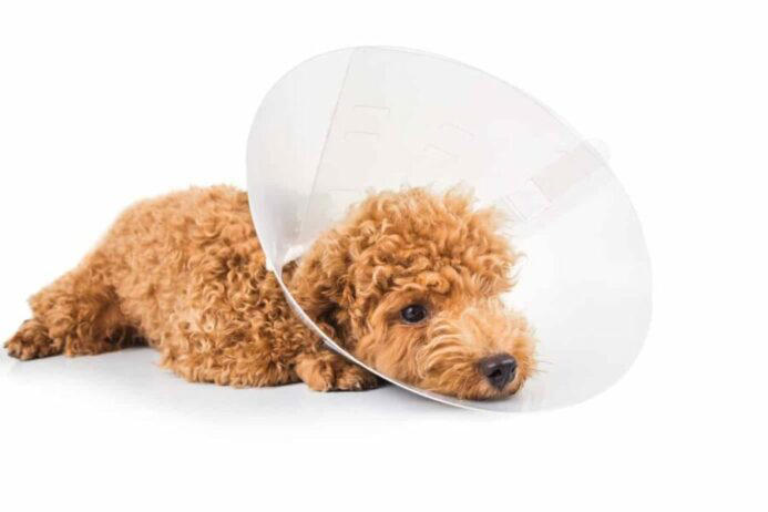 Learn how to determine the right time to spay or neuter your dog