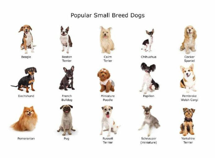 7 adorable small-sized dog breeds that stay tiny