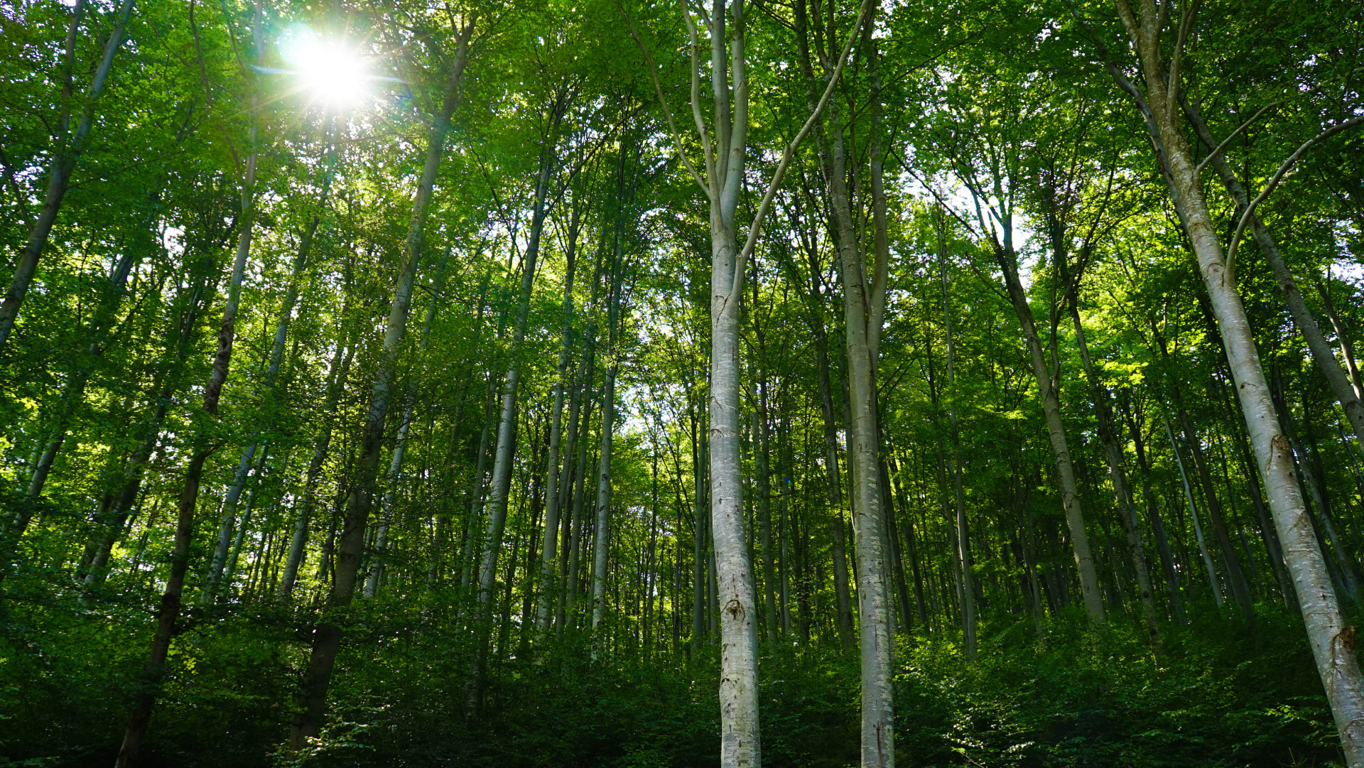 El pasado desconocido de algunas de las estrellas más grandes