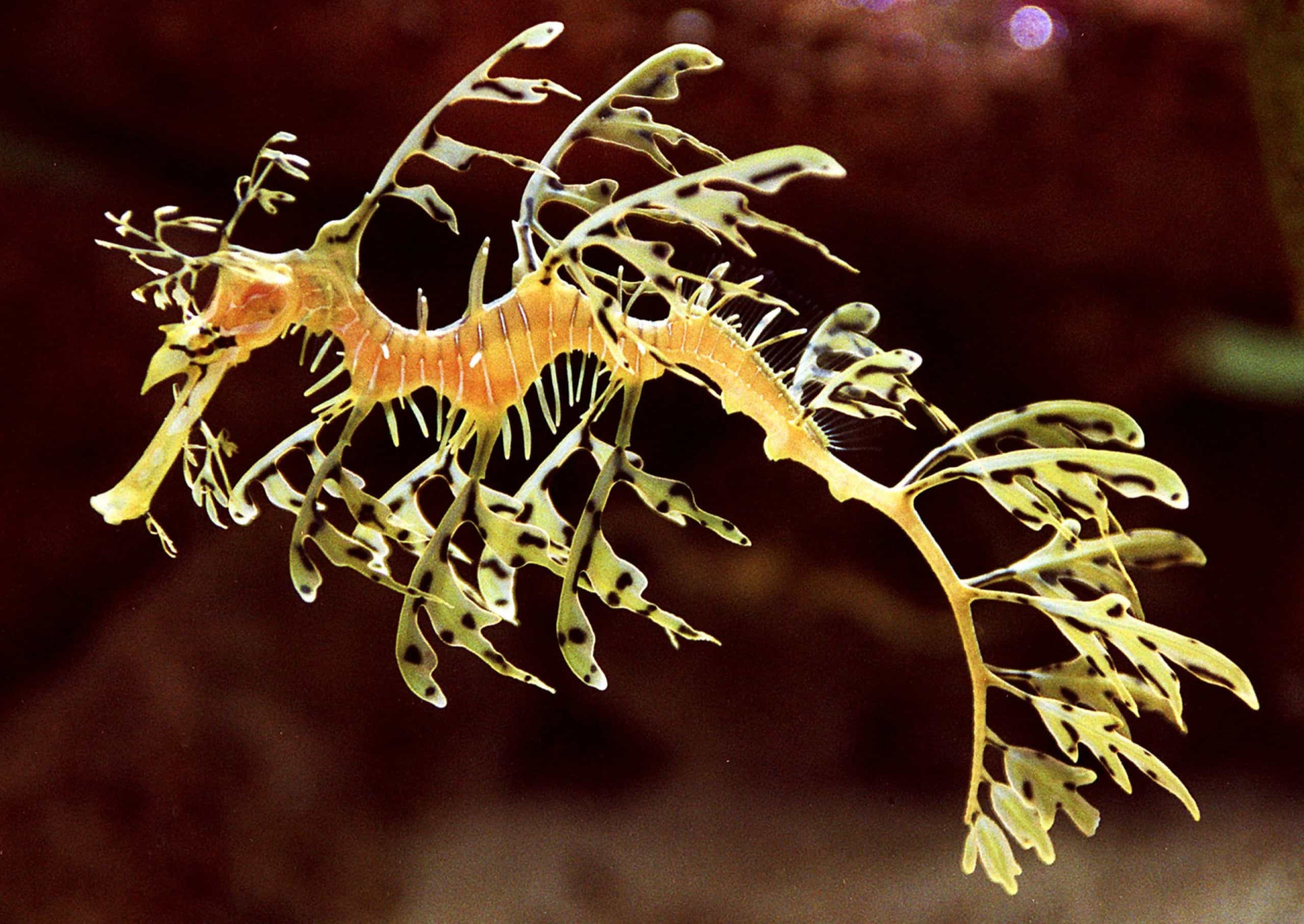 The ocean's most beautiful creatures