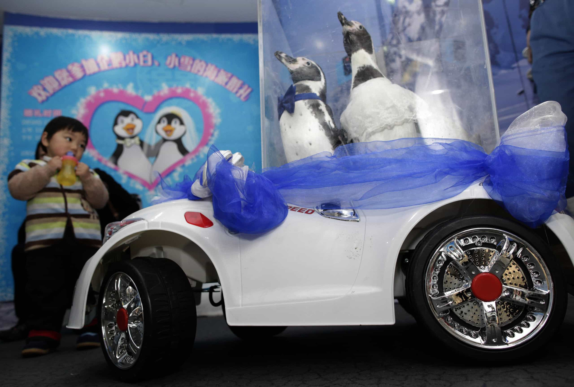 Precious penguin facts that will melt your heart