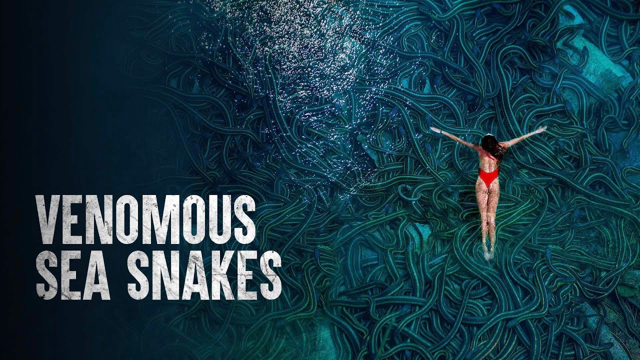 How to survive venomous sea snakes