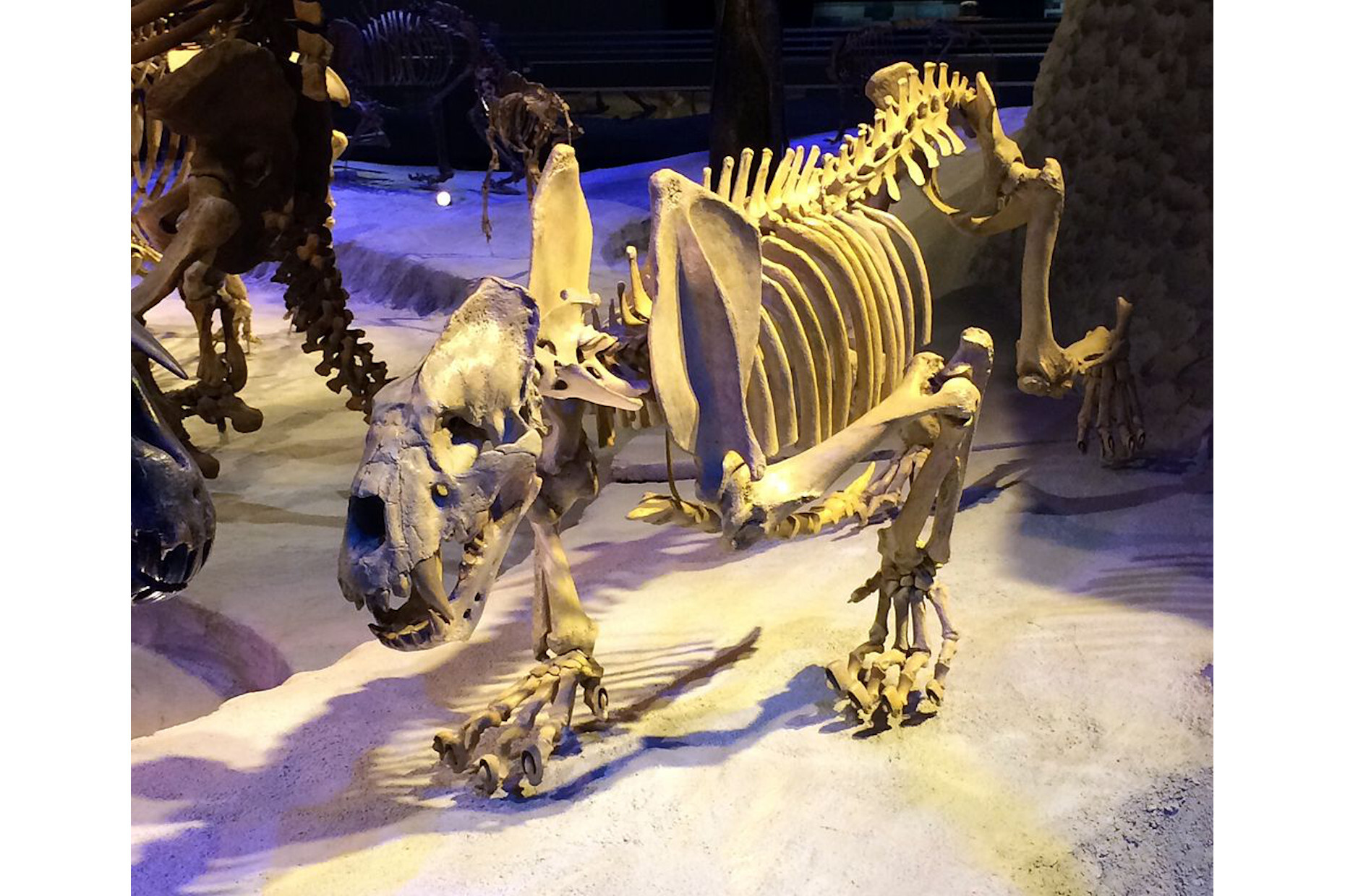 The most bizarre prehistoric animals you never knew existed