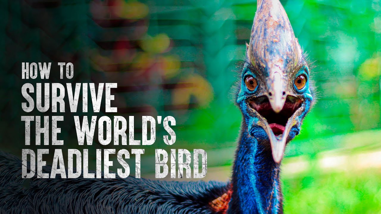 The World's Deadliest Bird and How to Escape It