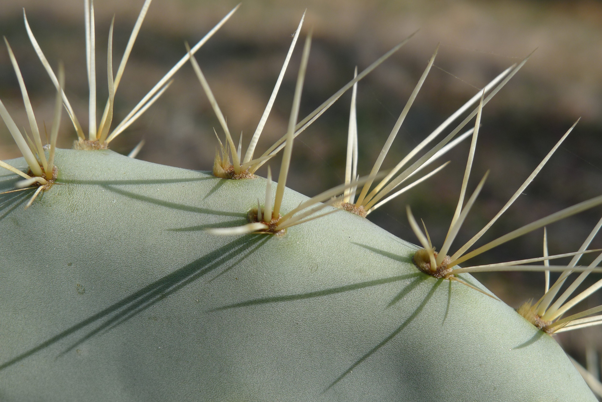 The hidden world of illegal cactus trafficking